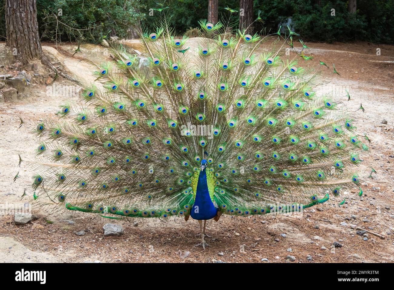 Peacock spreading its beautiful colorful tail. Plaka Forest, located in ...