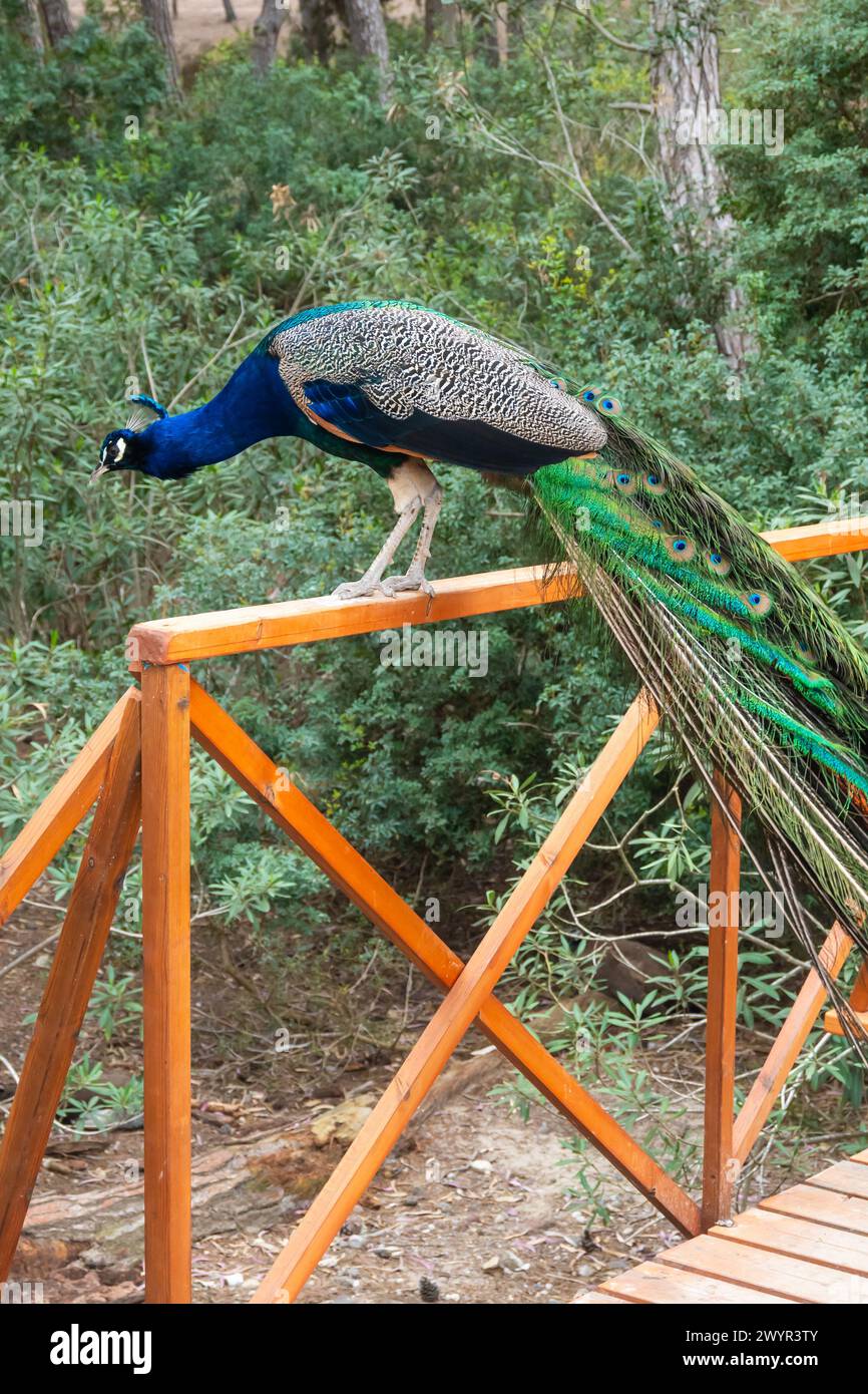 Peacock in Plaka Forest, located in the Plaka Region of Kos Island ...