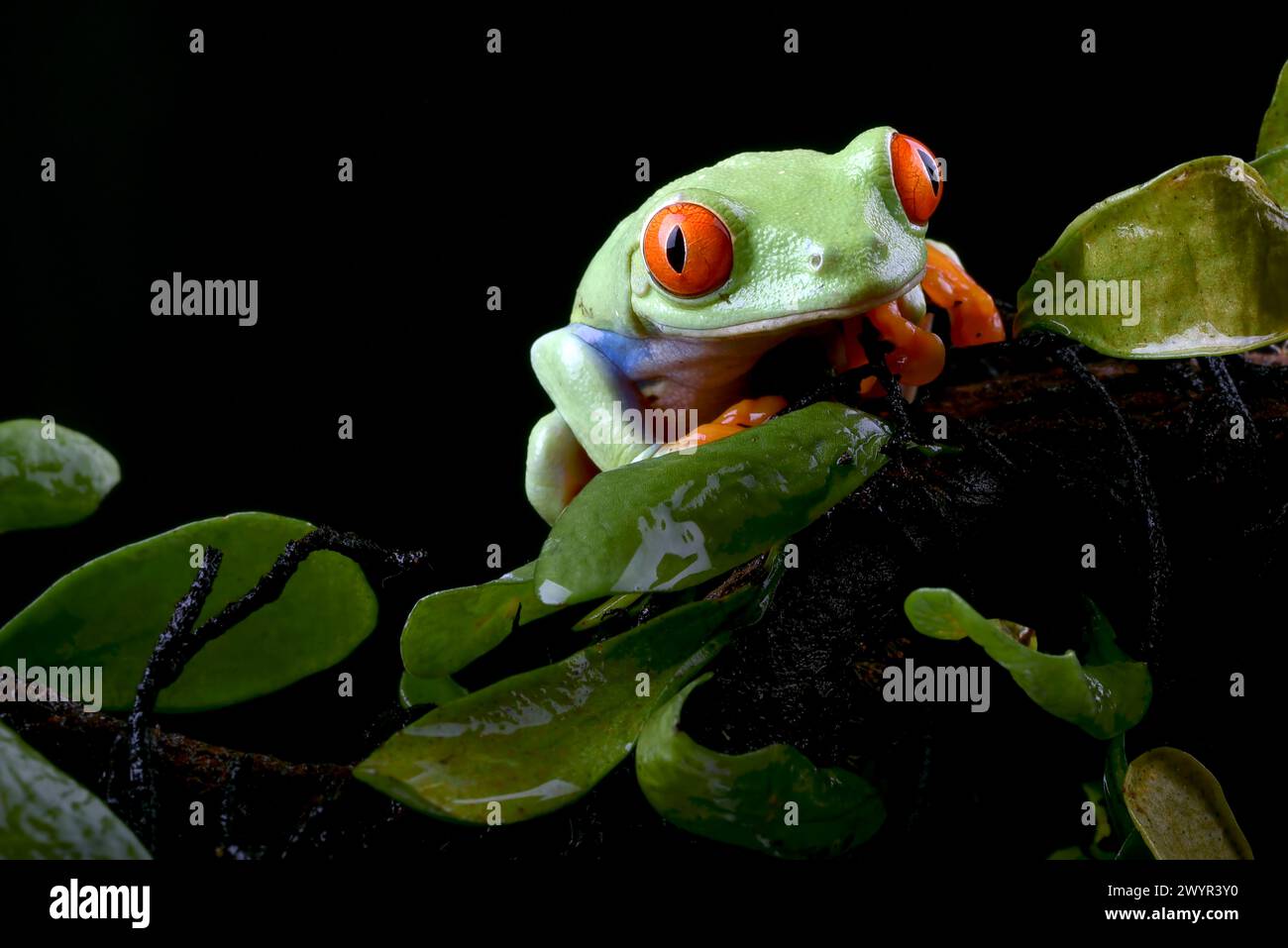 Red eyed tree frog in the bush Stock Photo - Alamy