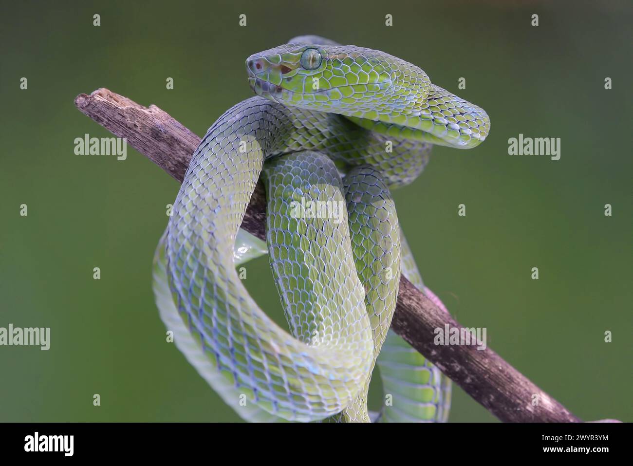Lesser Sunda pit viper (Trimeresurus insularis) on a tree branch Stock ...