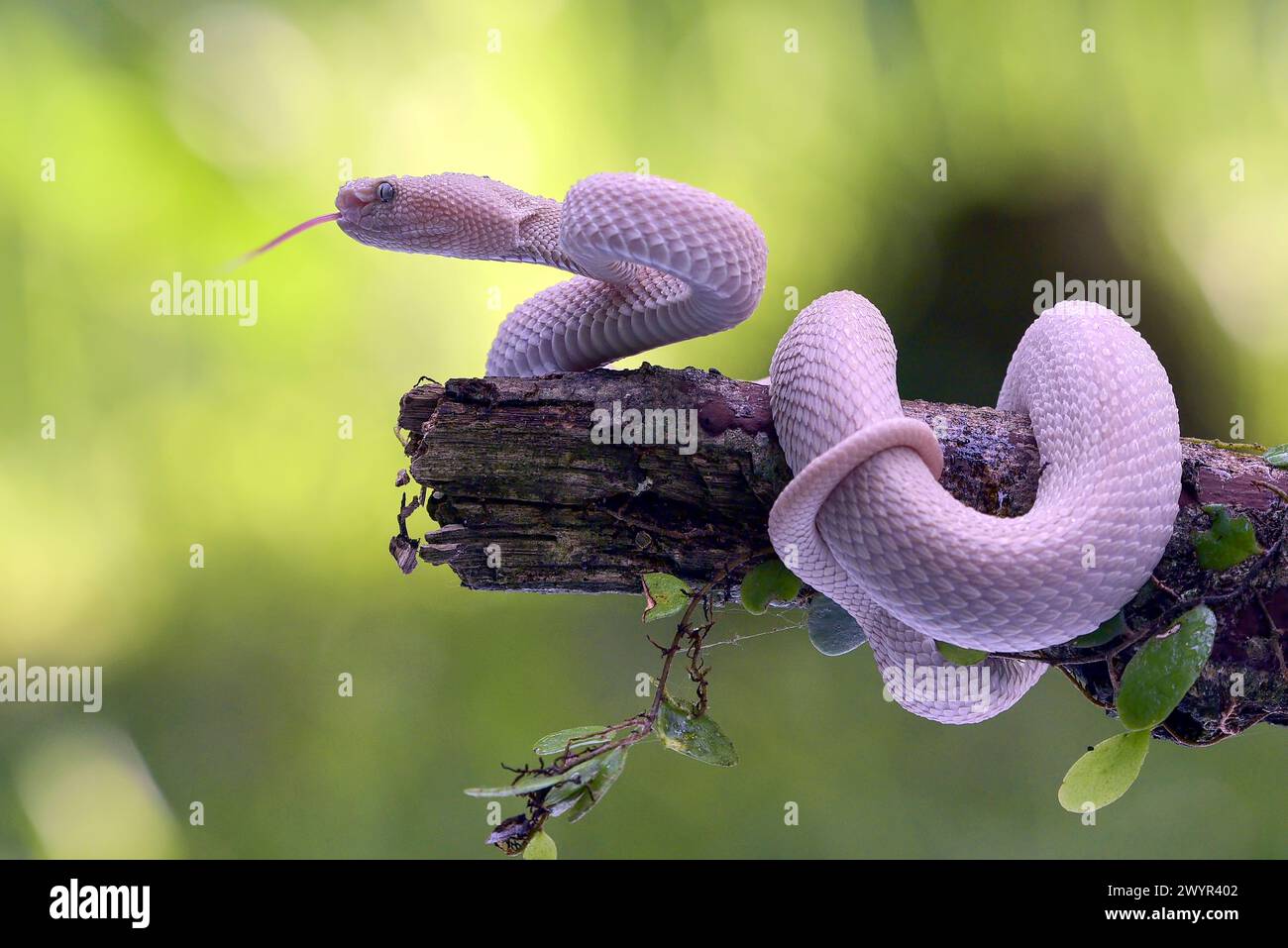 Lesser Sunda pit viper (Trimeresurus insularis) on a tree branch Stock ...
