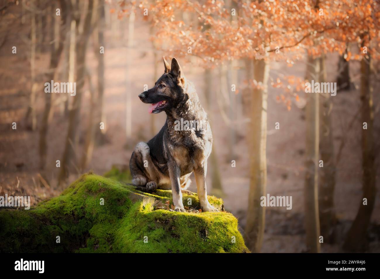Portrait of the wolf-gray shepherd breed Stock Photo - Alamy