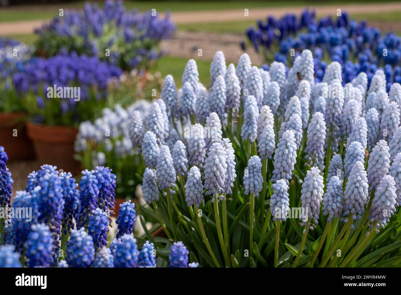 Varieties of grape hyacinths hi-res stock photography and images - Alamy