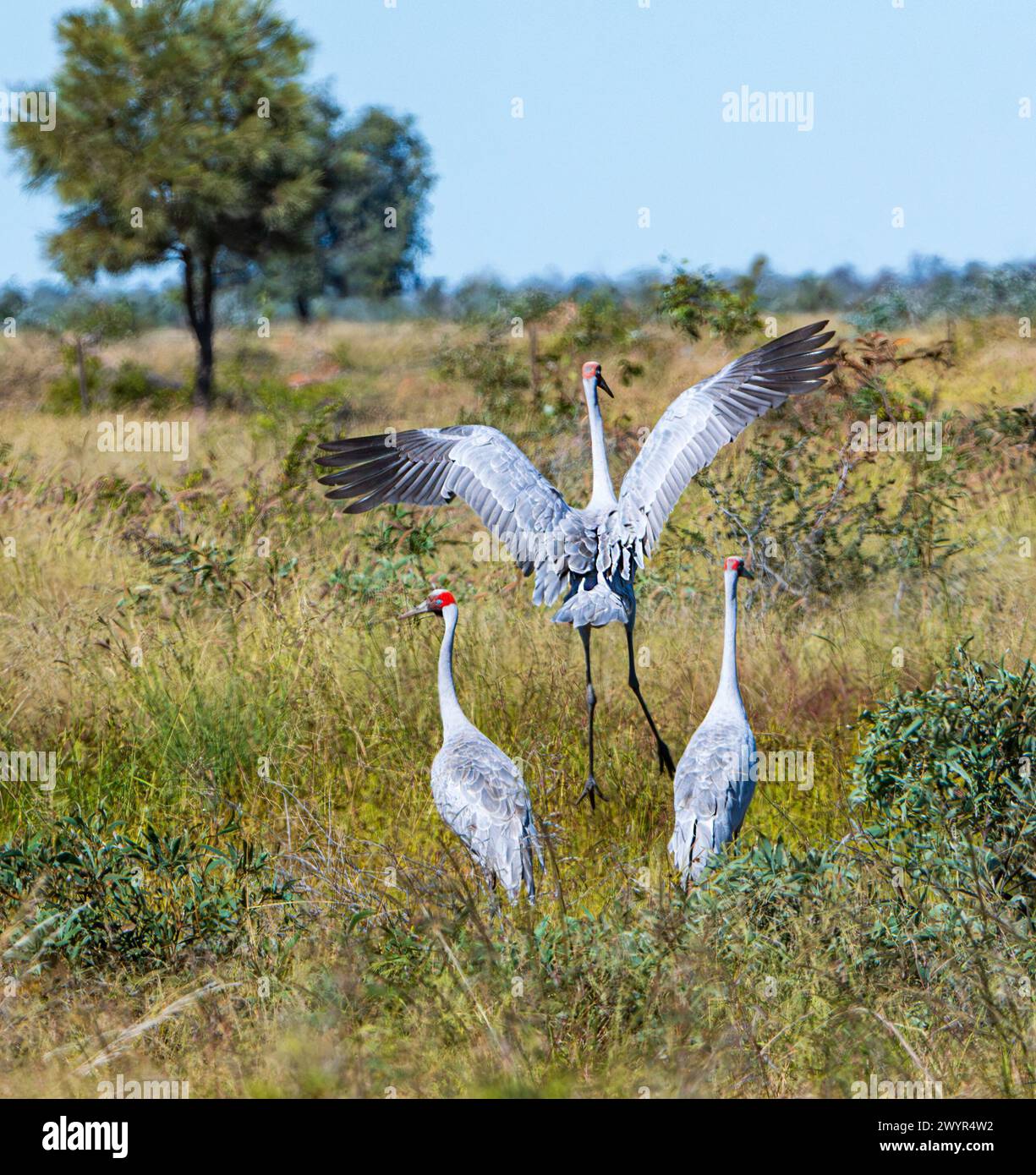 Brolgas (Grus rubiconda) dancing in a field, Central Queensland, QLD ...