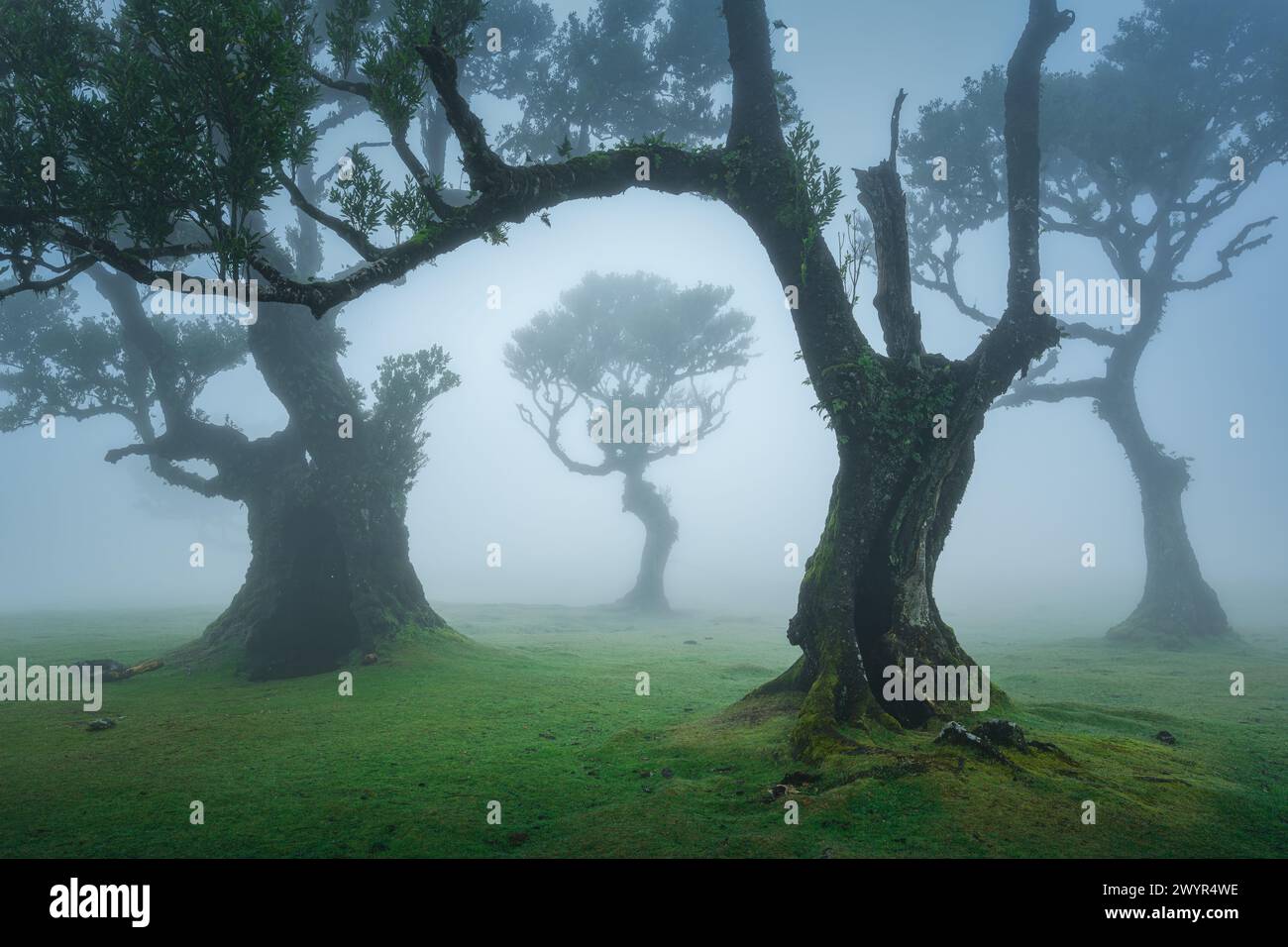 Dancing Twisted Laurel Trees Framed by Forest in Madeira's Fanal Stock ...