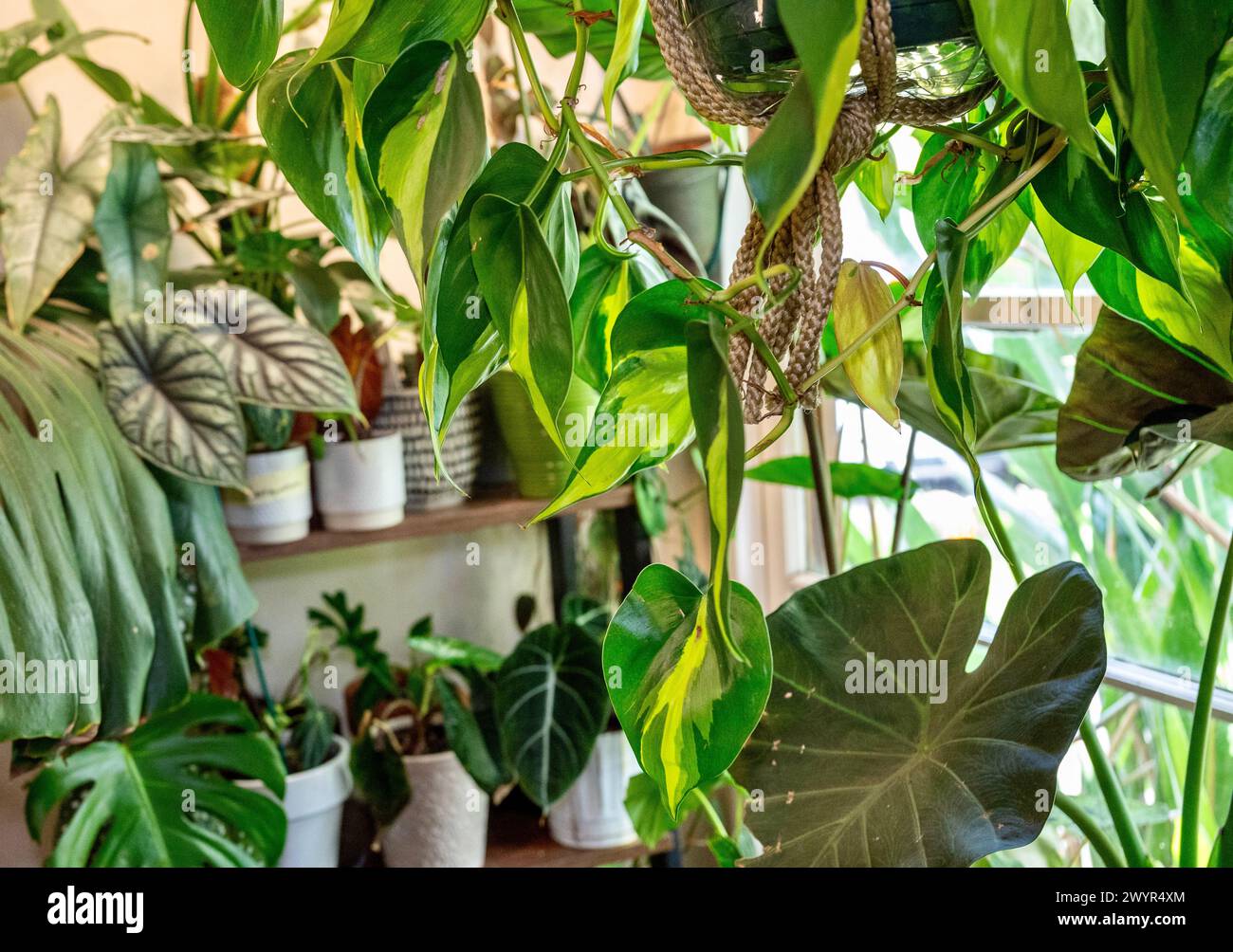 Rare indoor tropical green plant garden Stock Photo - Alamy