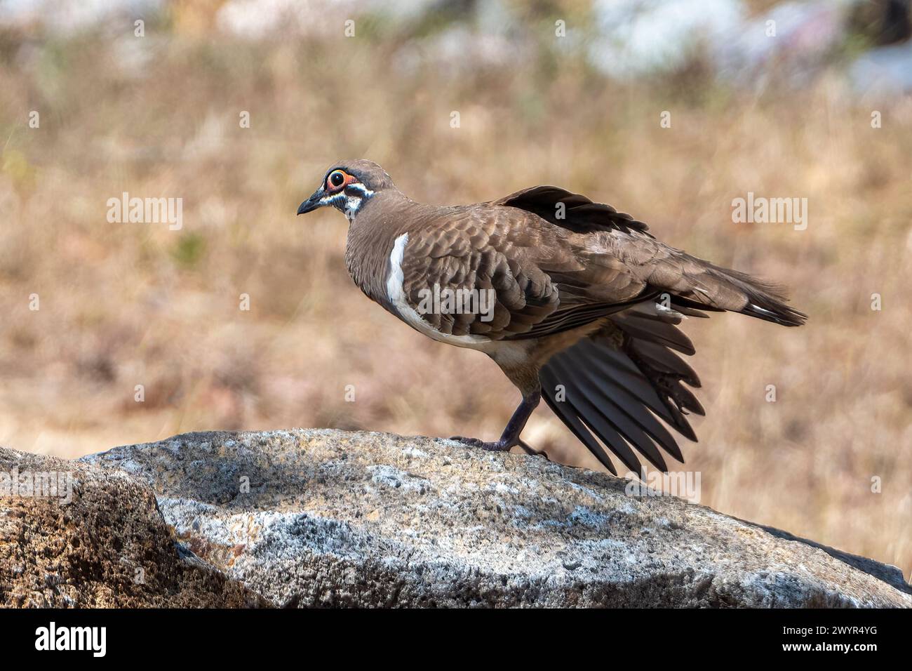 Australian squatter hi-res stock photography and images - Alamy