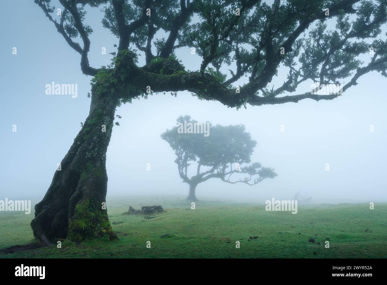 Mystical Twisted Laurel Tree Pair in Foggy Fanal Forest, Madeira Stock ...
