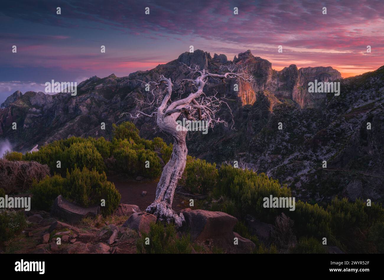 Twilight Purple Sky and Iconic Dead Tree on Pico Ruivo, Madeira Stock ...