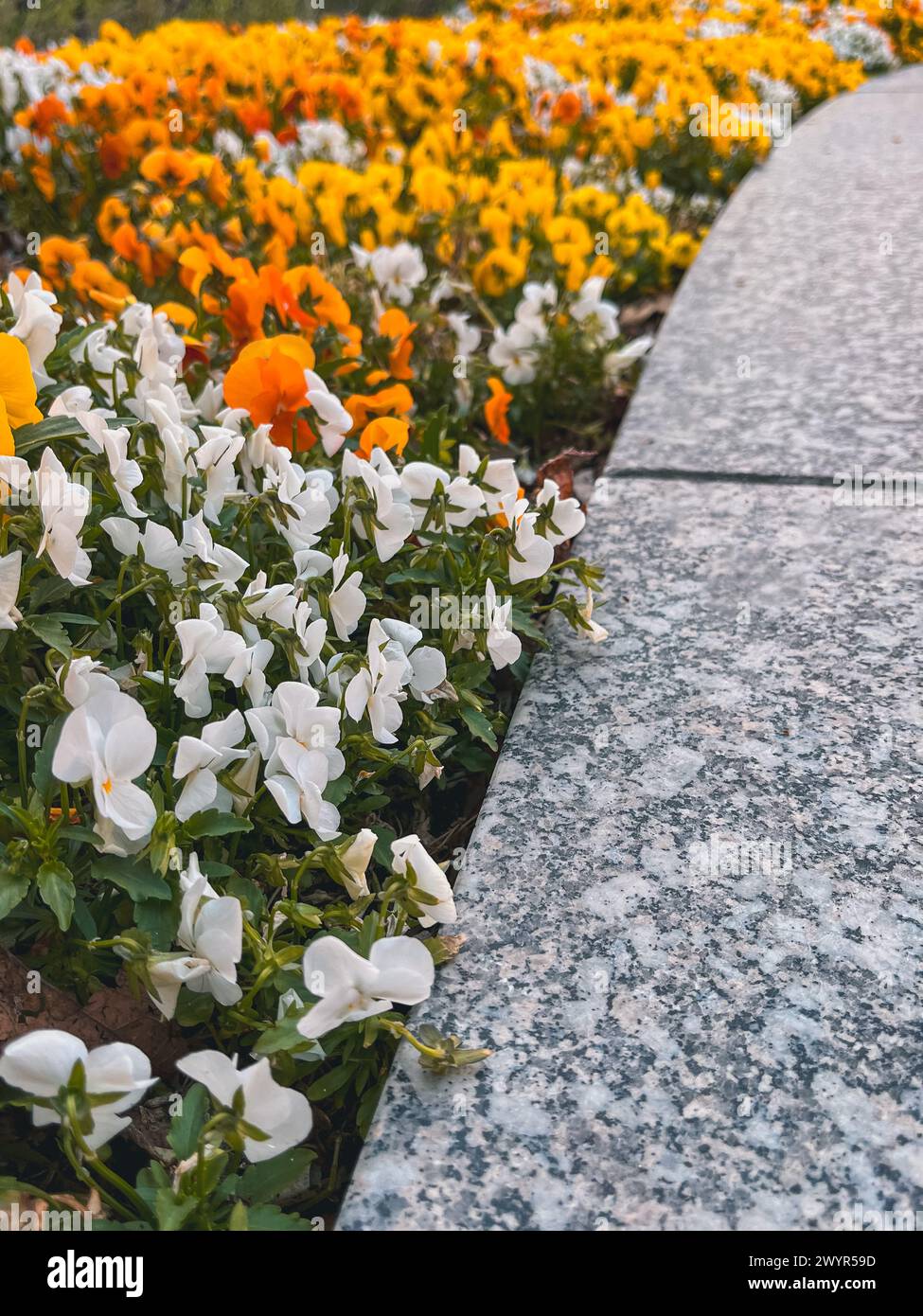 Spring flowers lining a pathway Stock Photo - Alamy
