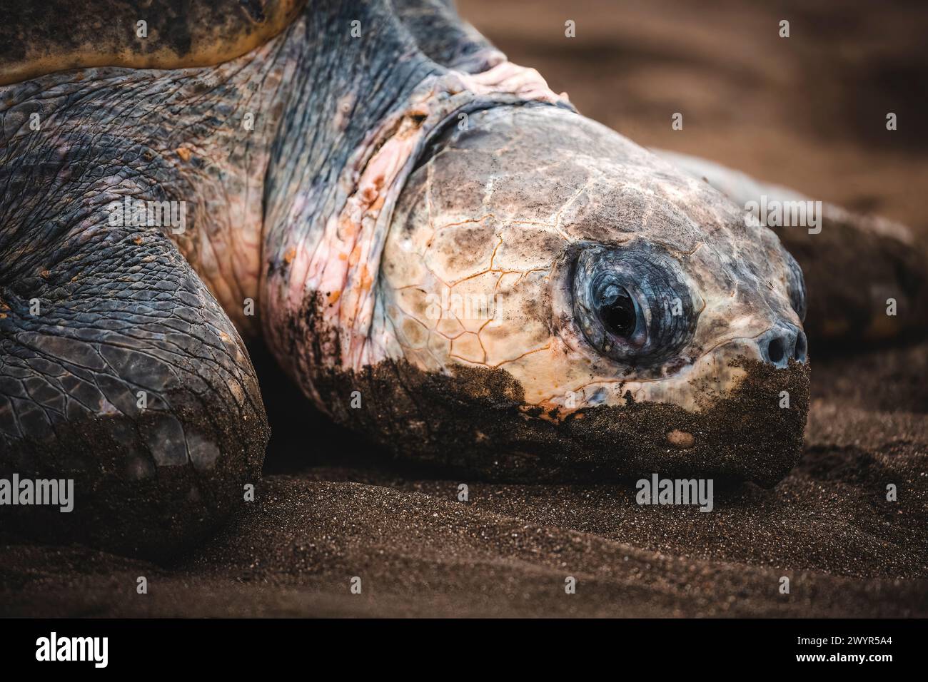 Turtle laying in the sand in Costa Rica Stock Photo - Alamy