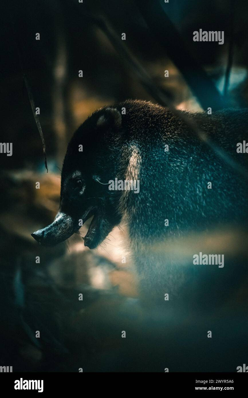 Coati Mundi smiling in the jungle of Costa Rica Stock Photo - Alamy