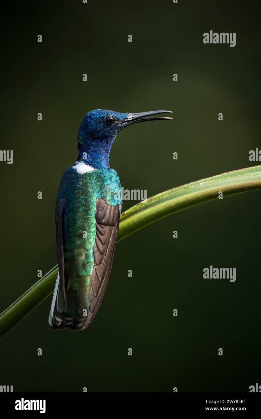 White-necked Jacobin Male Hummingbird, Lowland rainforest, Sarapiquí ...
