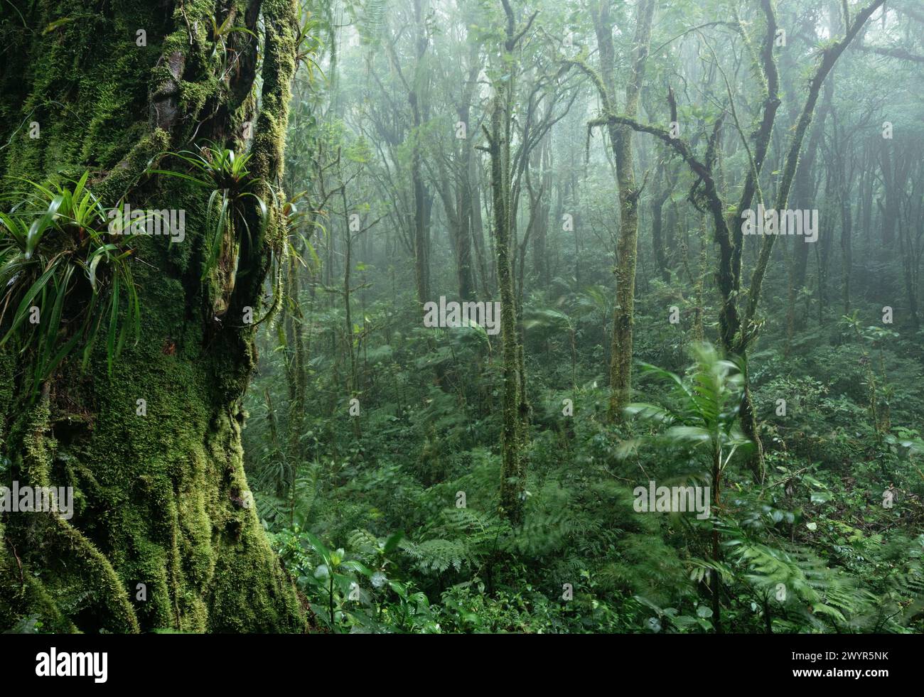 Costa rica guanacaste forest reserve hi-res stock photography and ...
