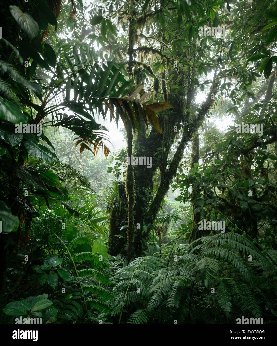 Monteverde Cloud Forest Biological Preserve, Puntarenas Province, Costa ...