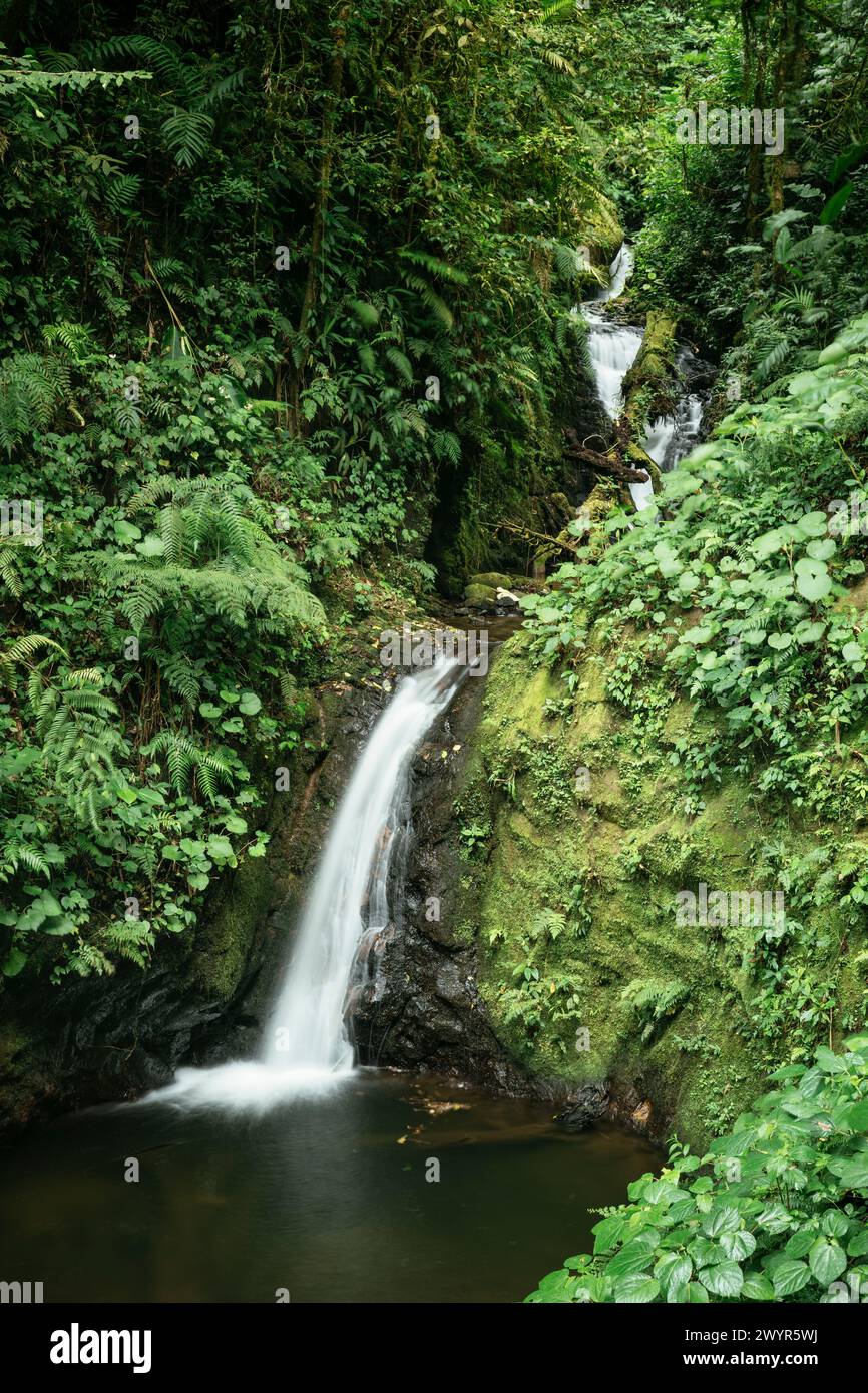 Monteverde Cloud Forest Biological Preserve, Puntarenas Province, Costa ...