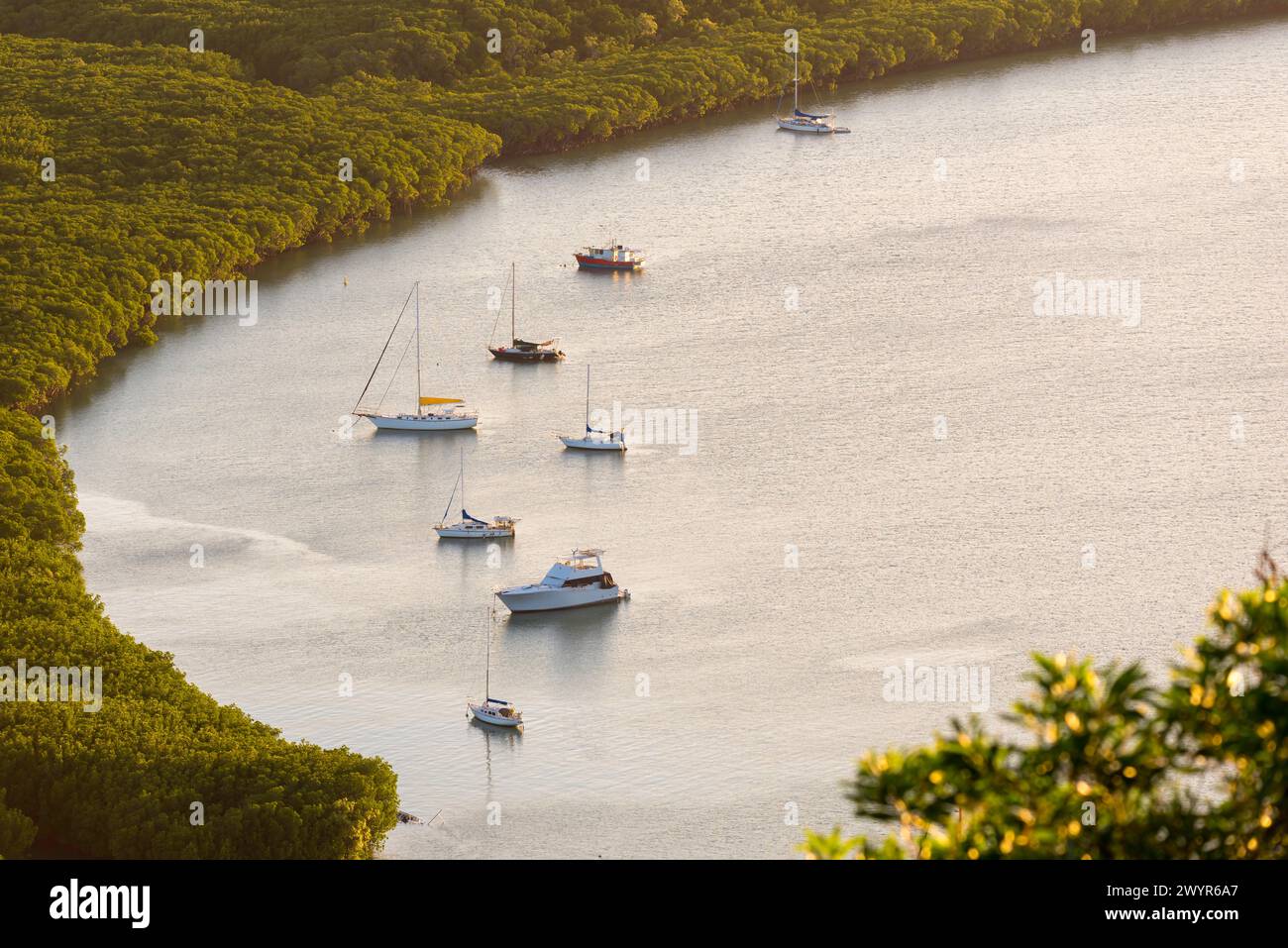 Mangrove forest forests queensland hi-res stock photography and images ...