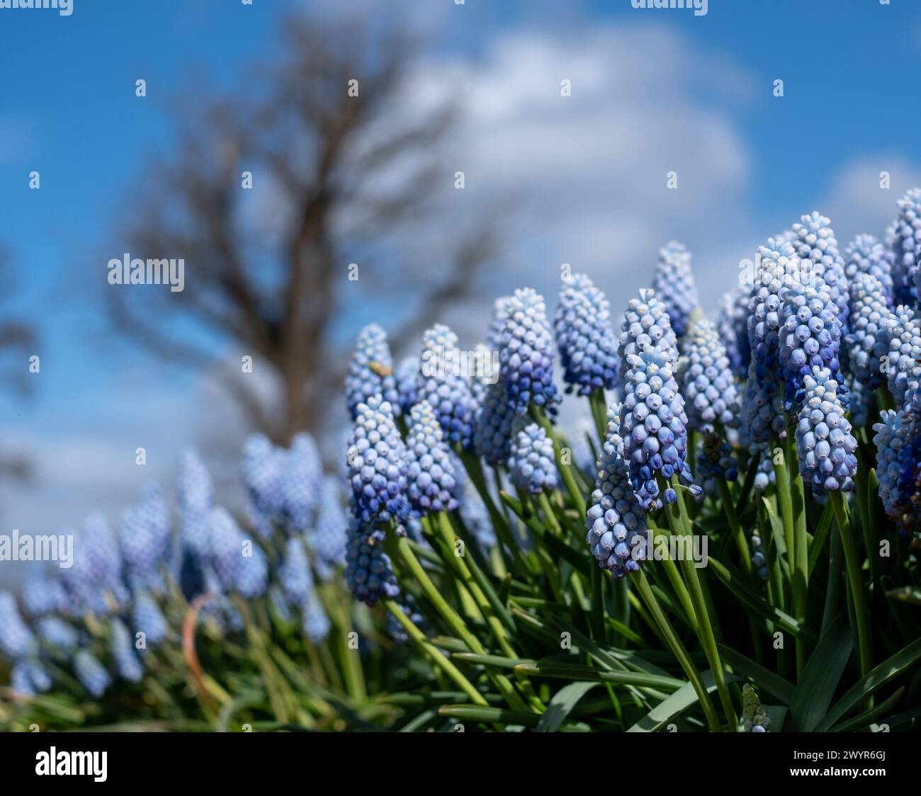 Grape hyacinth muscari armeniacum Manon flowers, photographed in ...