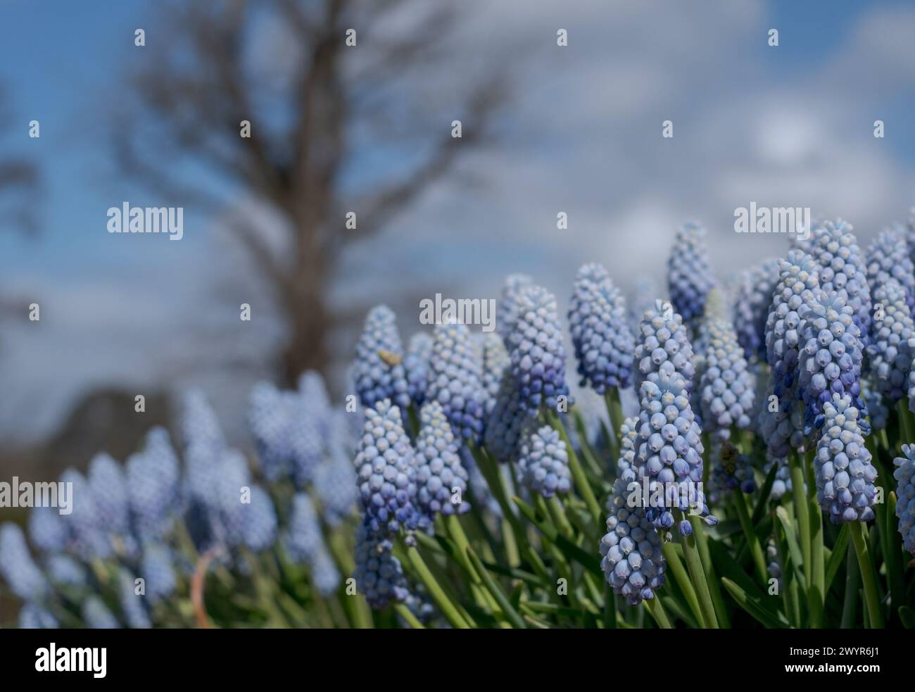 Grape hyacinth muscari armeniacum Manon flowers, photographed in ...