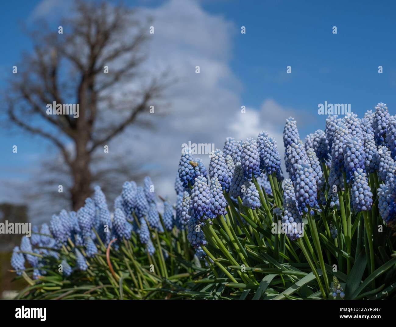 Grape hyacinth muscari armeniacum Manon flowers, photographed in ...