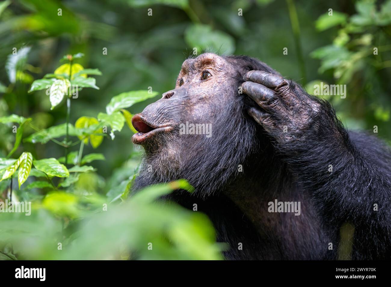 Primate conservation tourism hi-res stock photography and images - Alamy