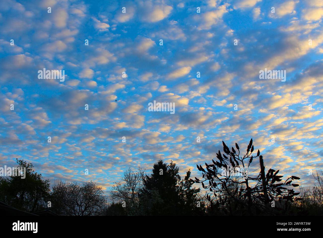 Dark sunset trees hi-res stock photography and images - Alamy