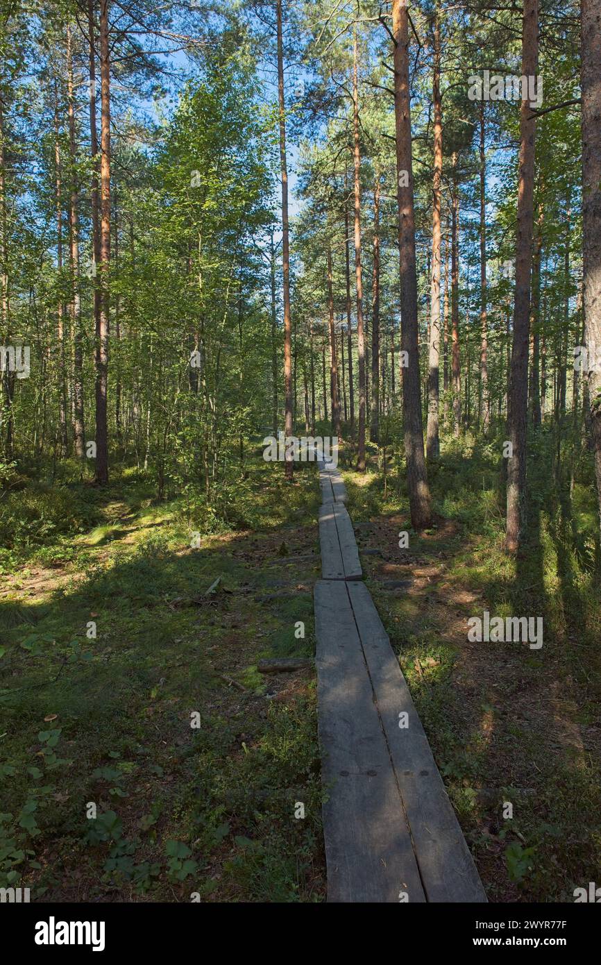 Wooden duckboards at Slåttmossen (oasis swamp) nature reserve trail in ...
