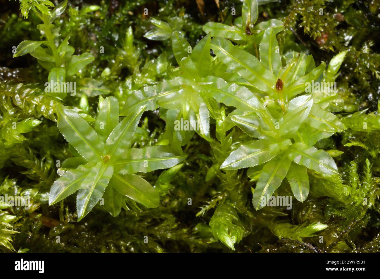 Moss of base rich or neutral soil hi-res stock photography and images ...