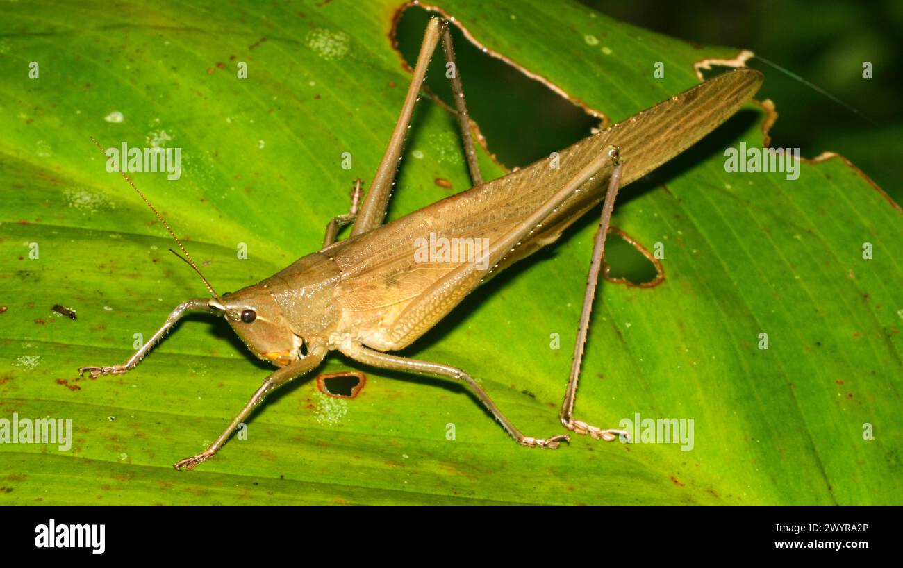 Tropical Grasshopper, Tropical Rainforest, Napo River Basin, Amazonia ...