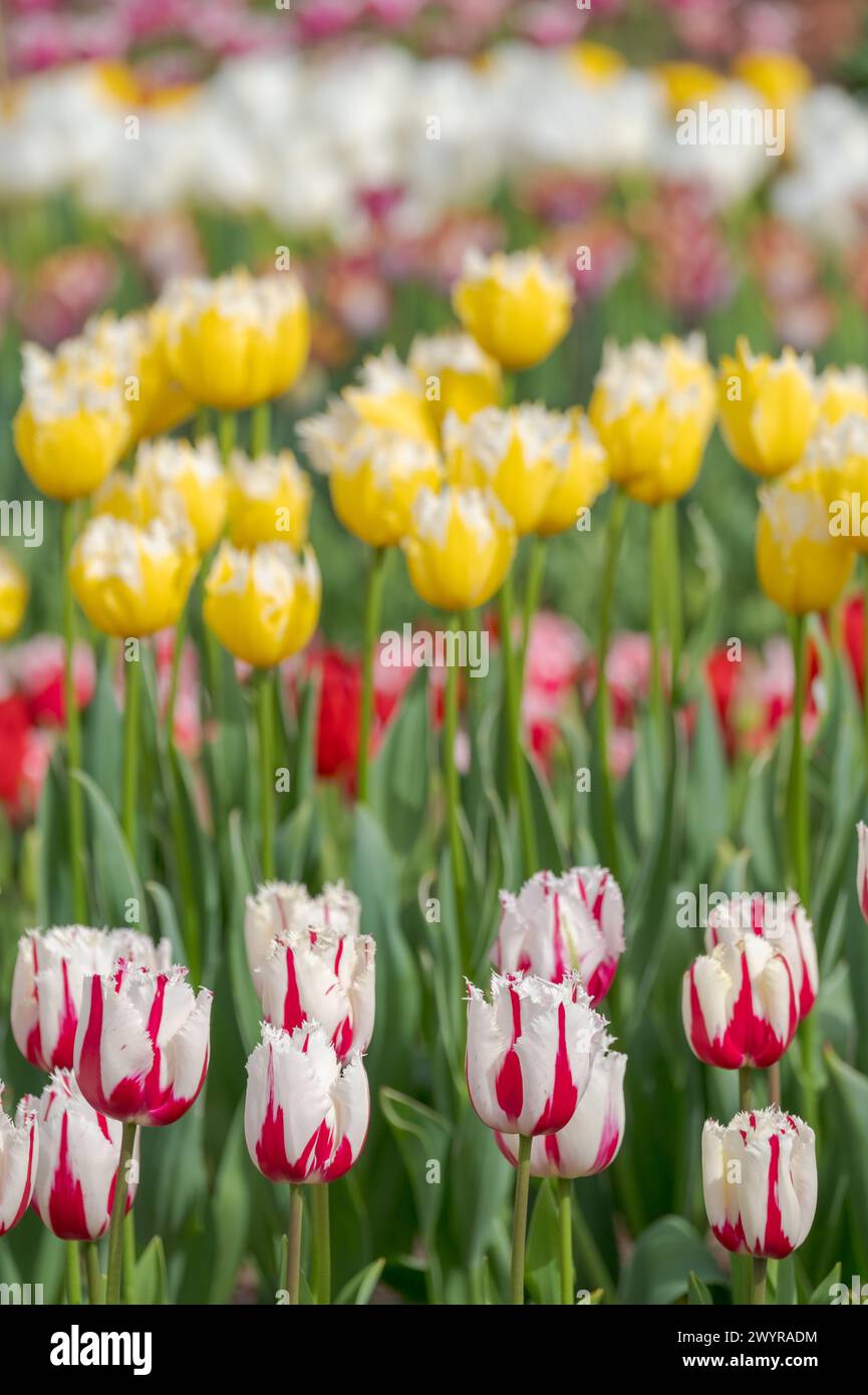 Variety of stunning tulips in vibrant colours, photographed at Wisley ...