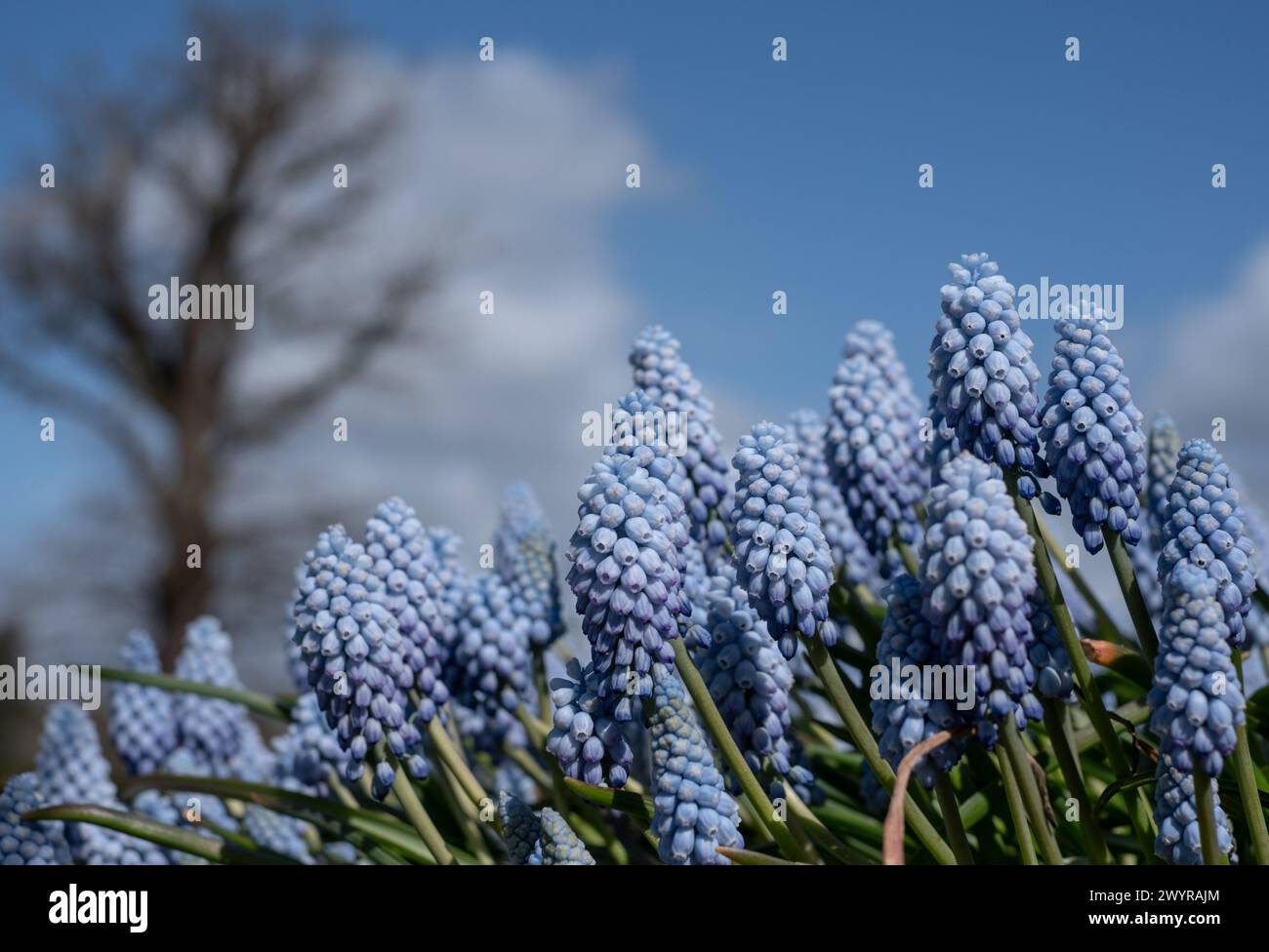 Grape hyacinth muscari armeniacum Manon flowers, photographed in ...