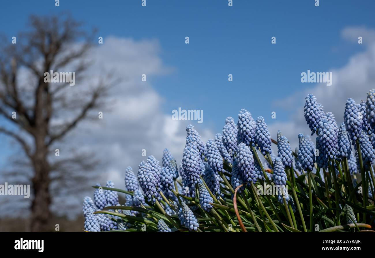Grape hyacinth muscari armeniacum Manon flowers, photographed in ...