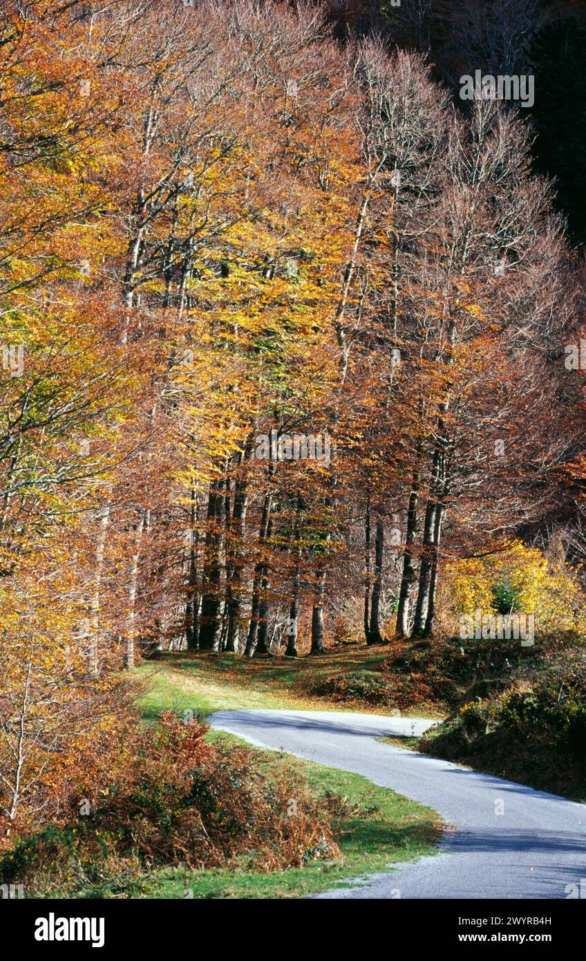 Forest iraty france not spain hi-res stock photography and images - Alamy