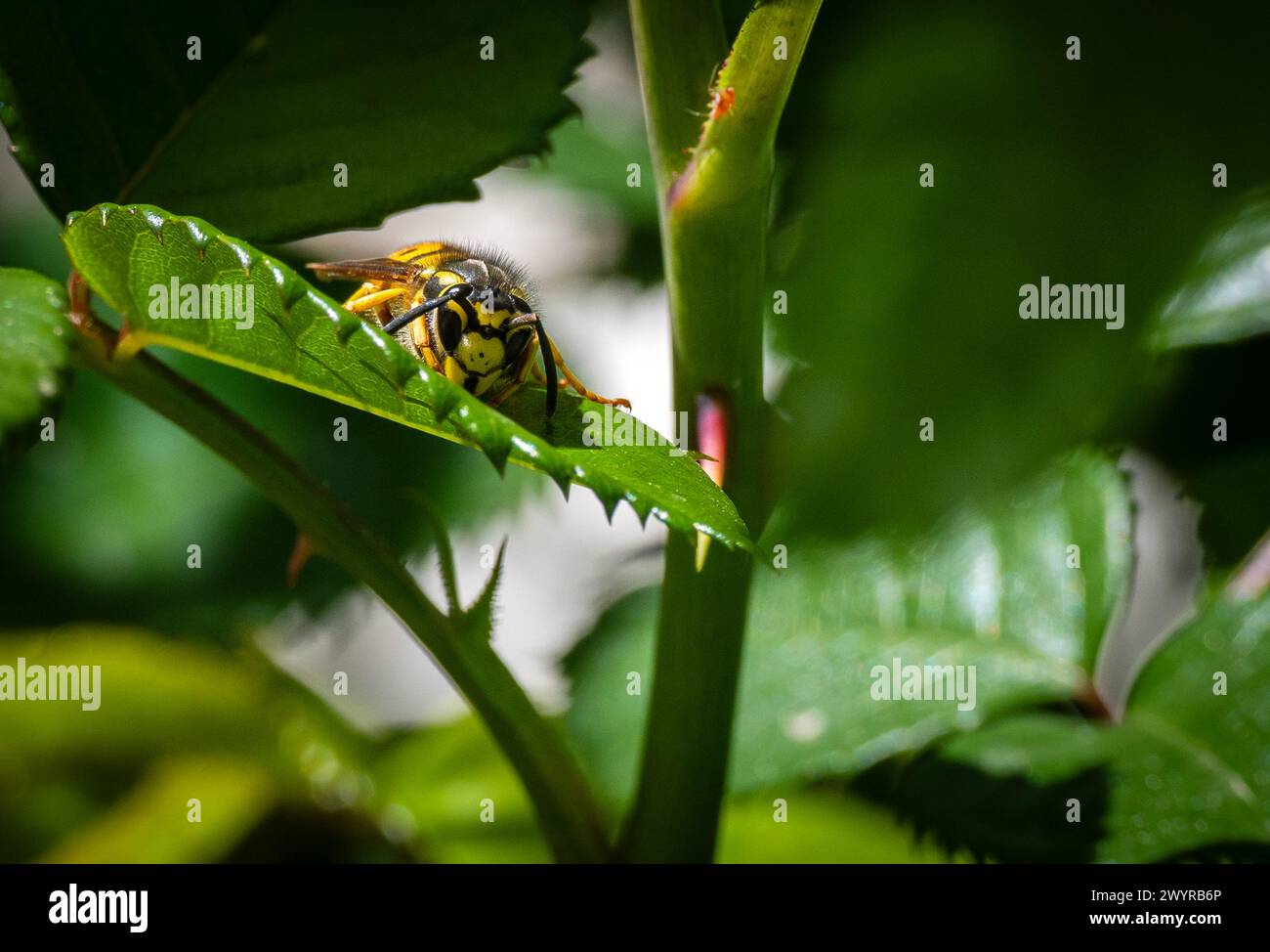 Four described species hi-res stock photography and images - Alamy