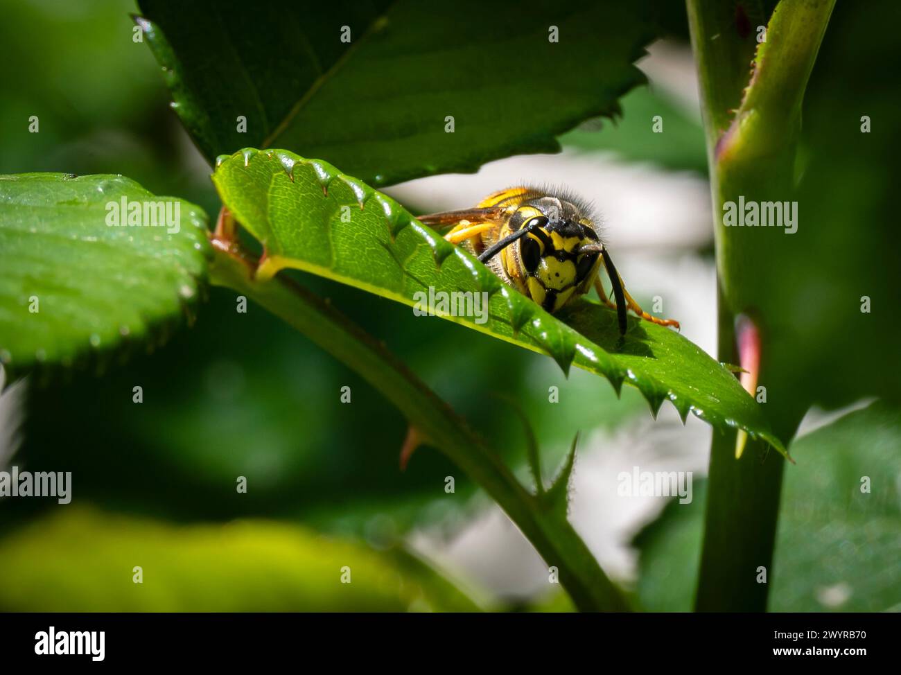 Insect spring 2024 hi-res stock photography and images - Alamy