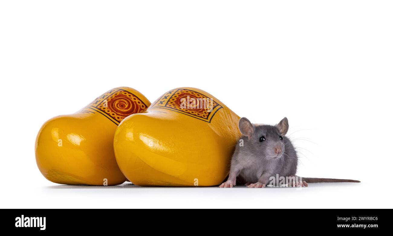 Cute little blue rat sitting beside typical Dutch yellow wooden shoes ...