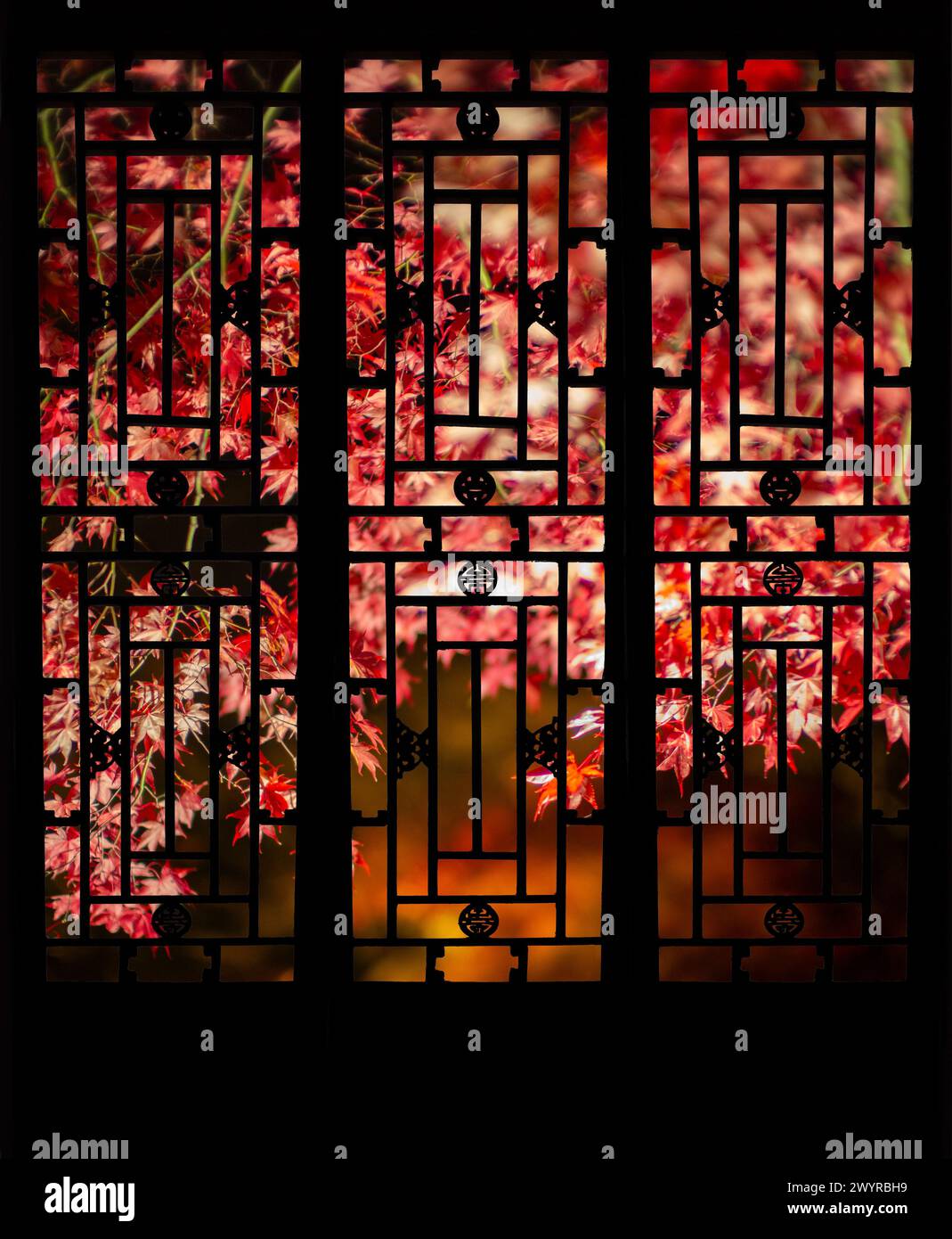 View through a fretwork screen panel of Japanese Acers, Japan Stock ...