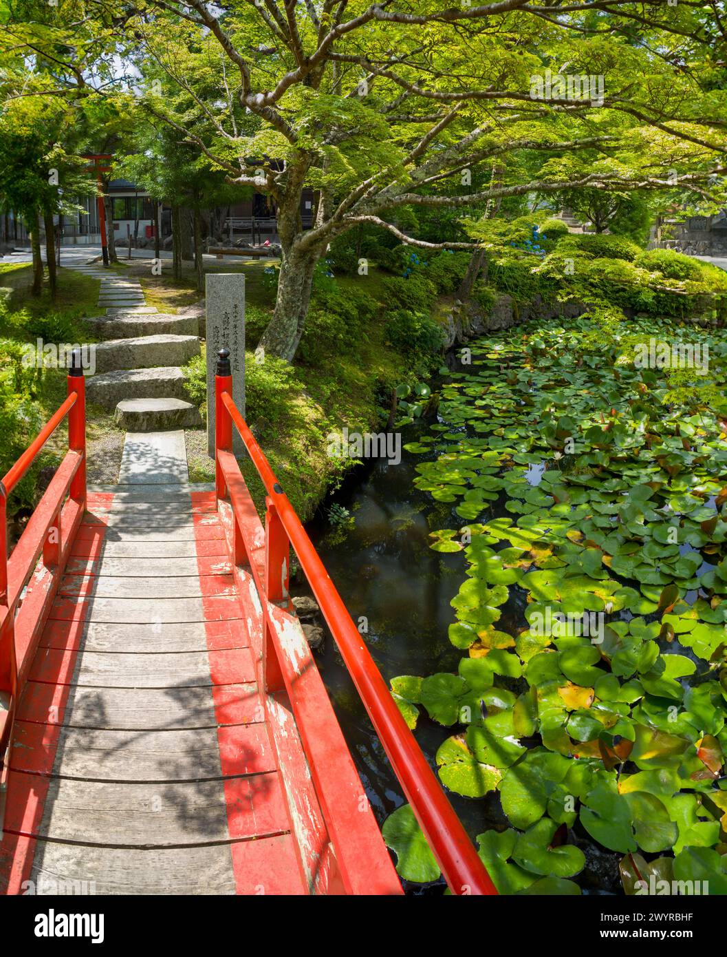 Japanese ornamental garden with traditional red bridge and water lilies ...