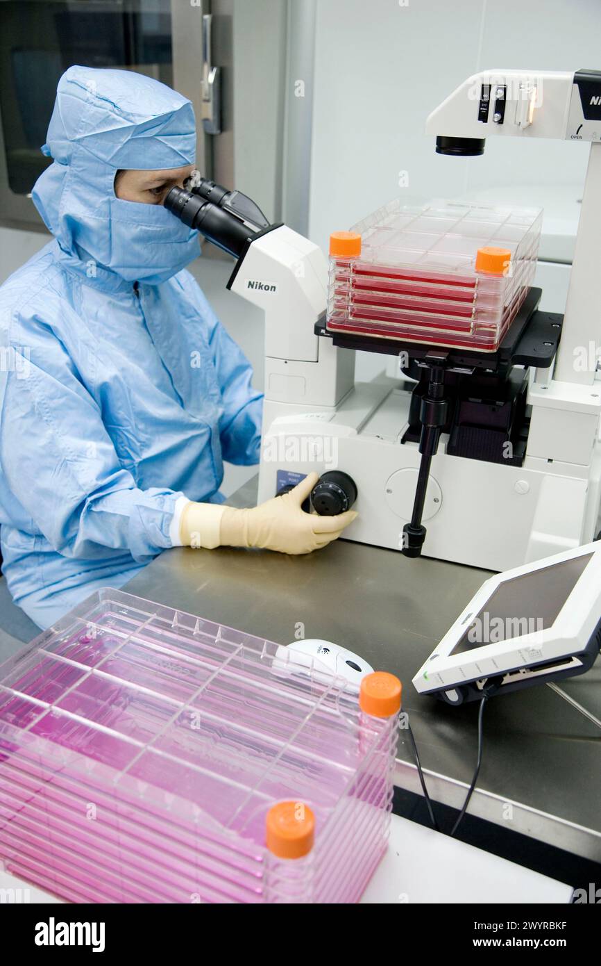 Clean room, culture observation through the microscope ...