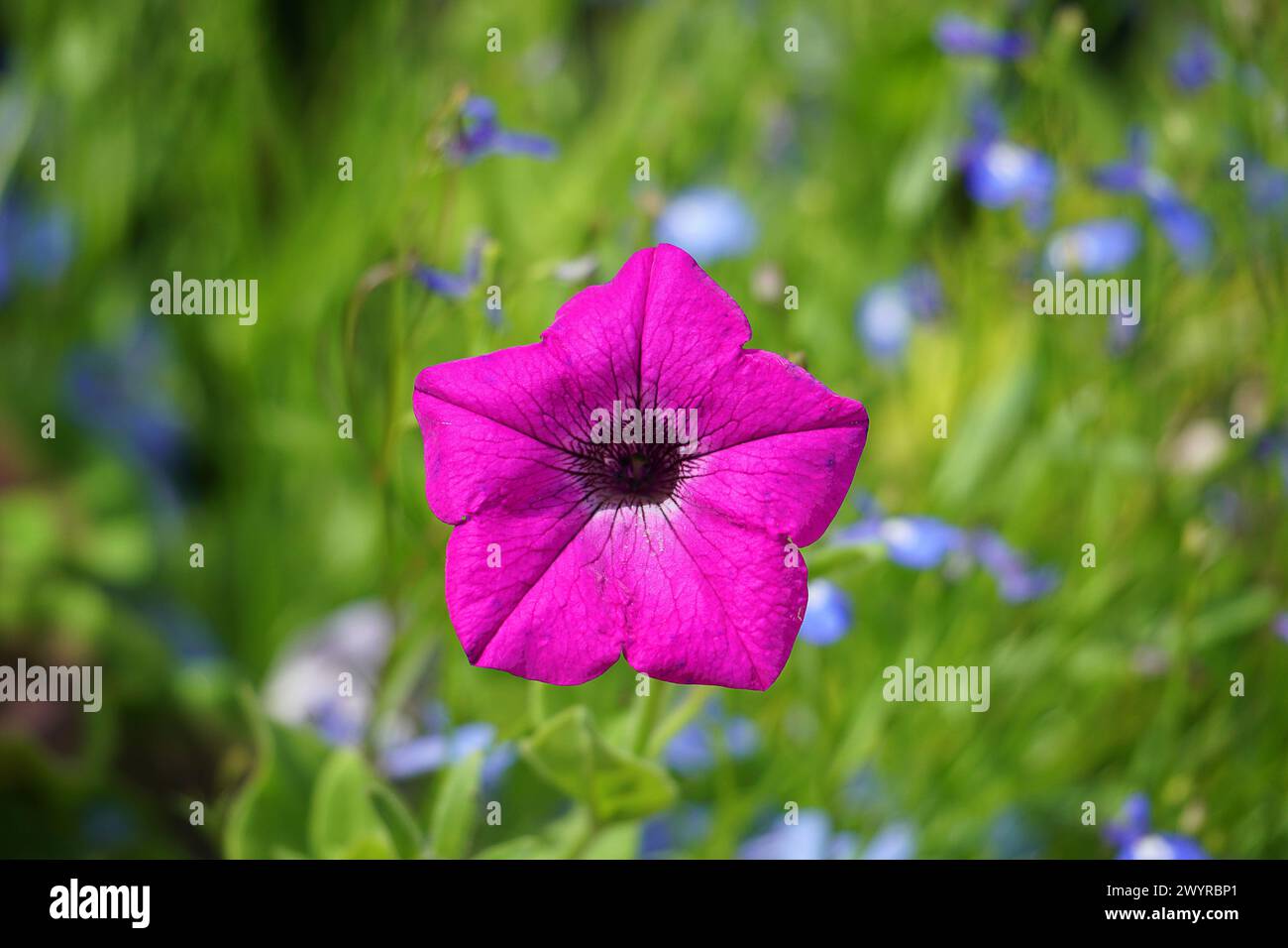 A single Pink Petunia Flower isolated against a background of wild ...