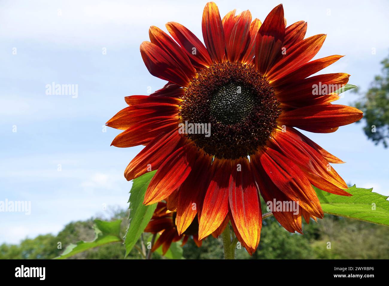 Velvet sunflower hi-res stock photography and images - Alamy