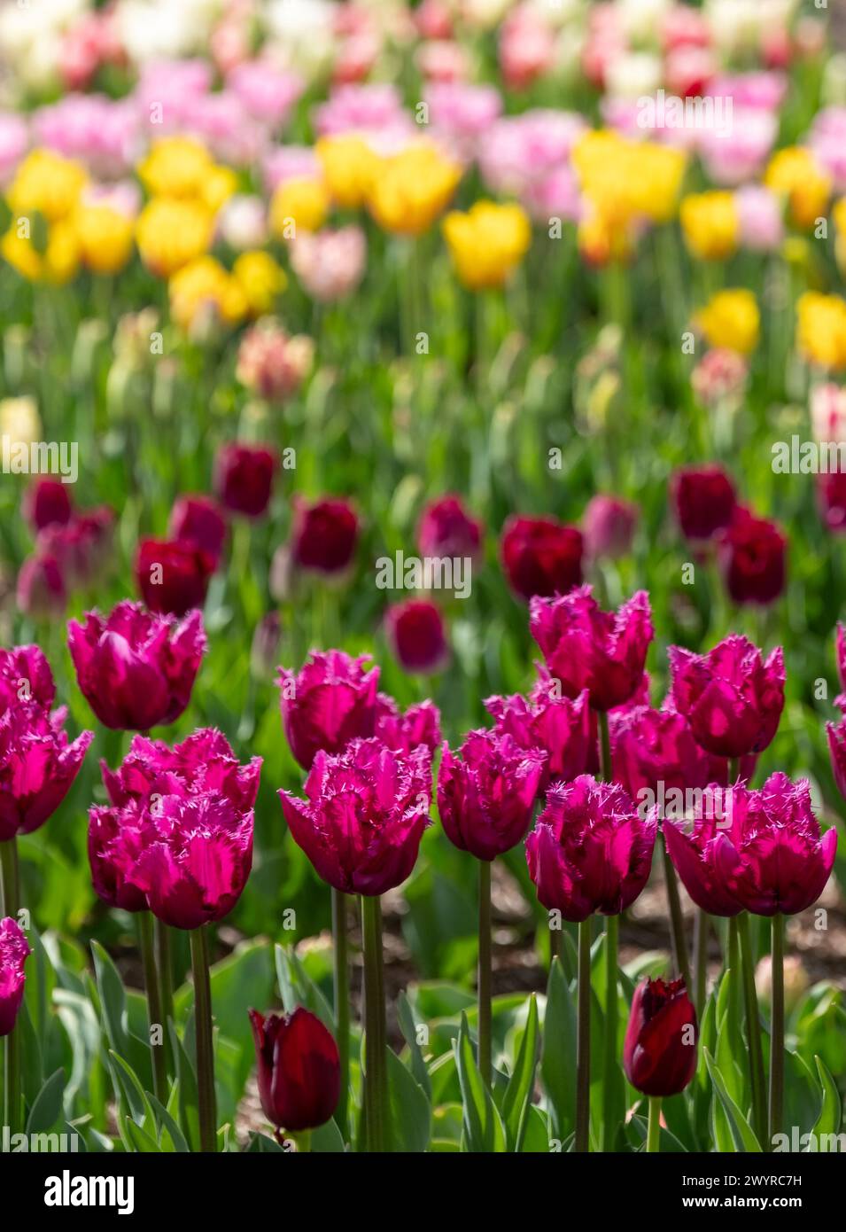 Variety of stunning tulips in vibrant colours, photographed at Wisley ...