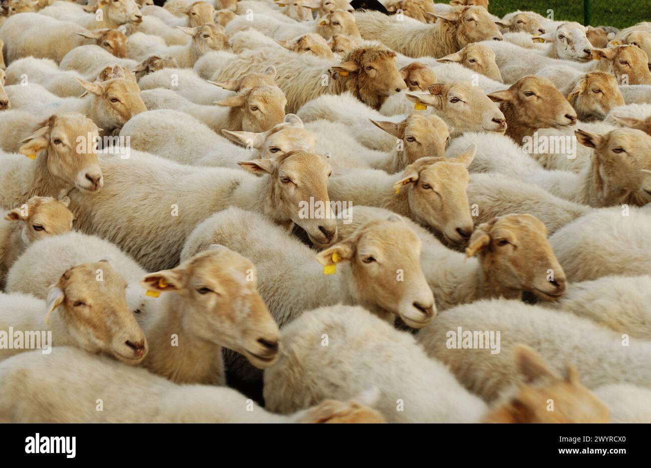 Mass livestock farming hi-res stock photography and images - Alamy