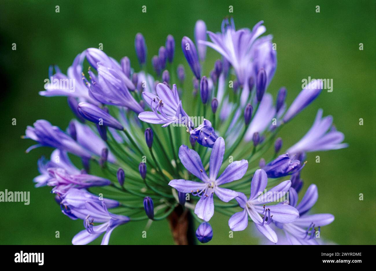 Planta agapanthus hi-res stock photography and images - Alamy