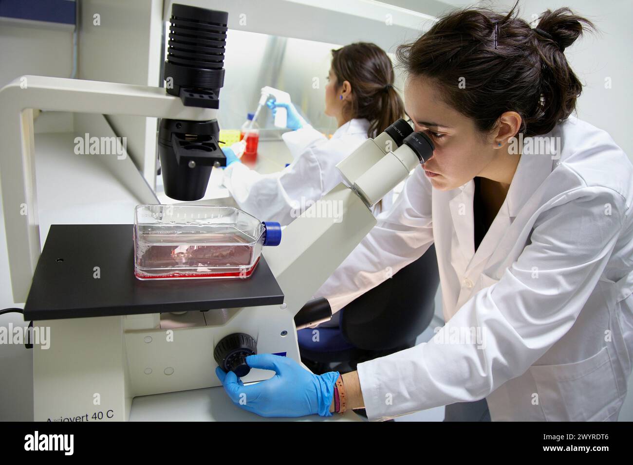 Cell Culture Room, Observation of cell cultures in the inverted ...