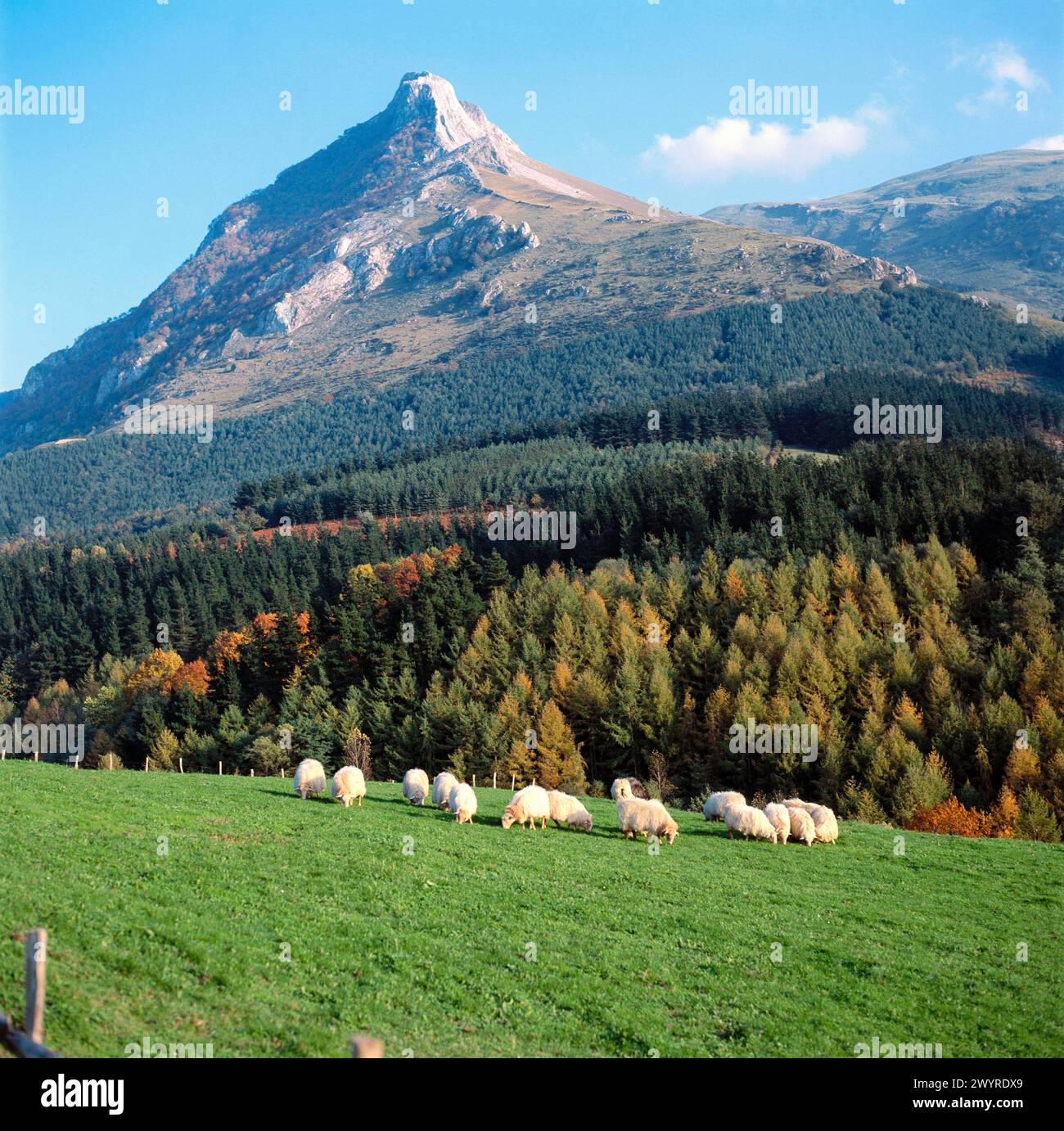 Sheep, Monte Txindoki, Sierra de Aralar, Zaldibia, Guipúzcoa, Spain ...