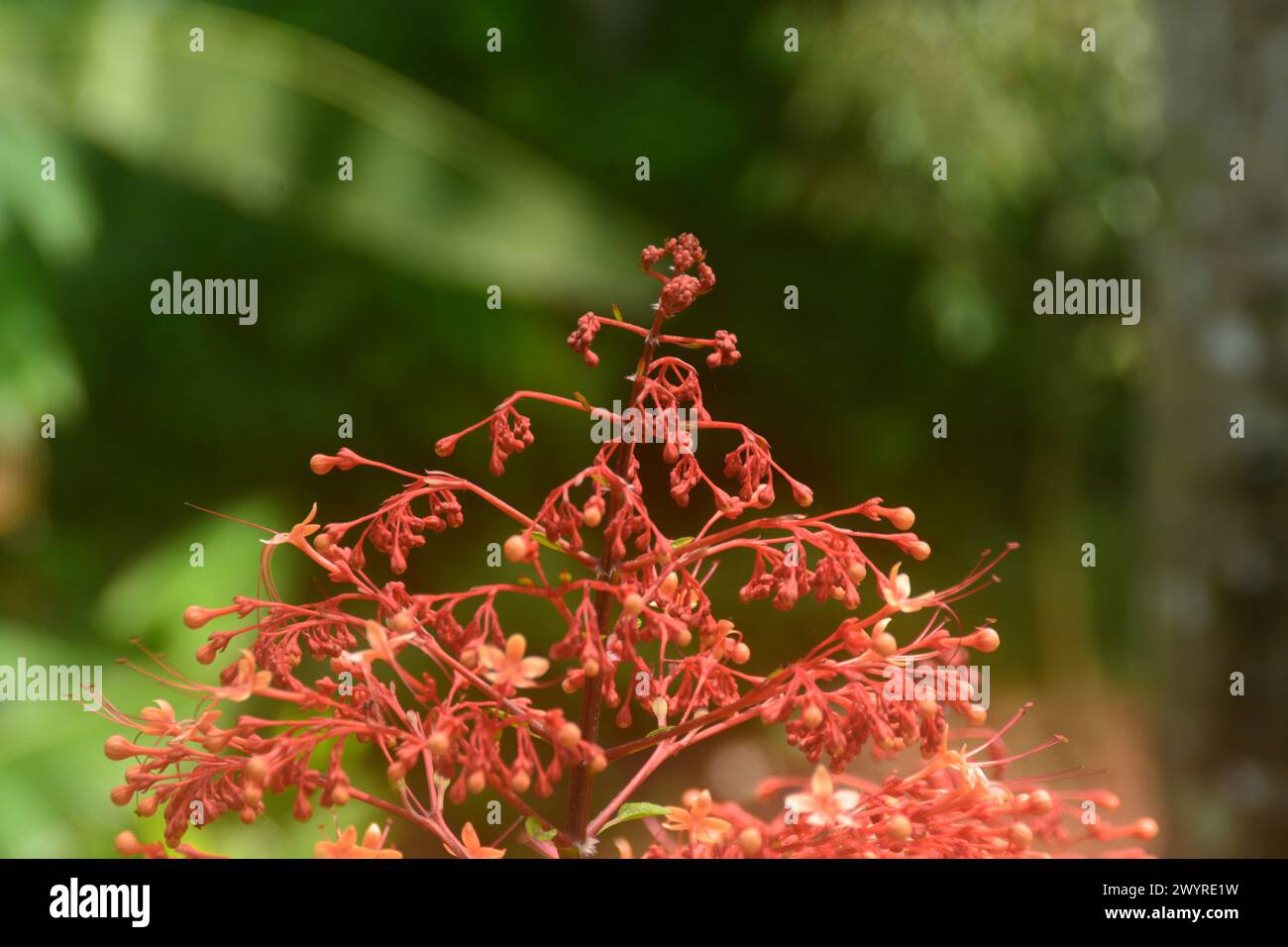 close-up view of a pretty pagoda flower. the color is red and has a ...