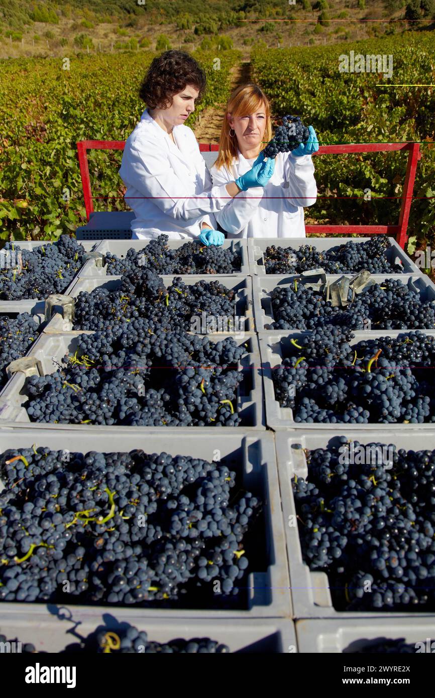 TECNALIA Researchers performing quality control of grapes at the time ...