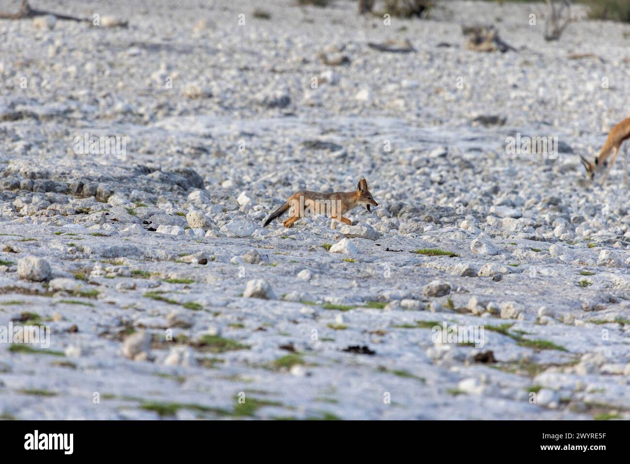 Picture of an African fox taken in Etosha National Park in Namibia ...