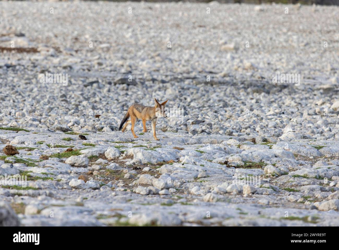 Picture of an African fox taken in Etosha National Park in Namibia ...